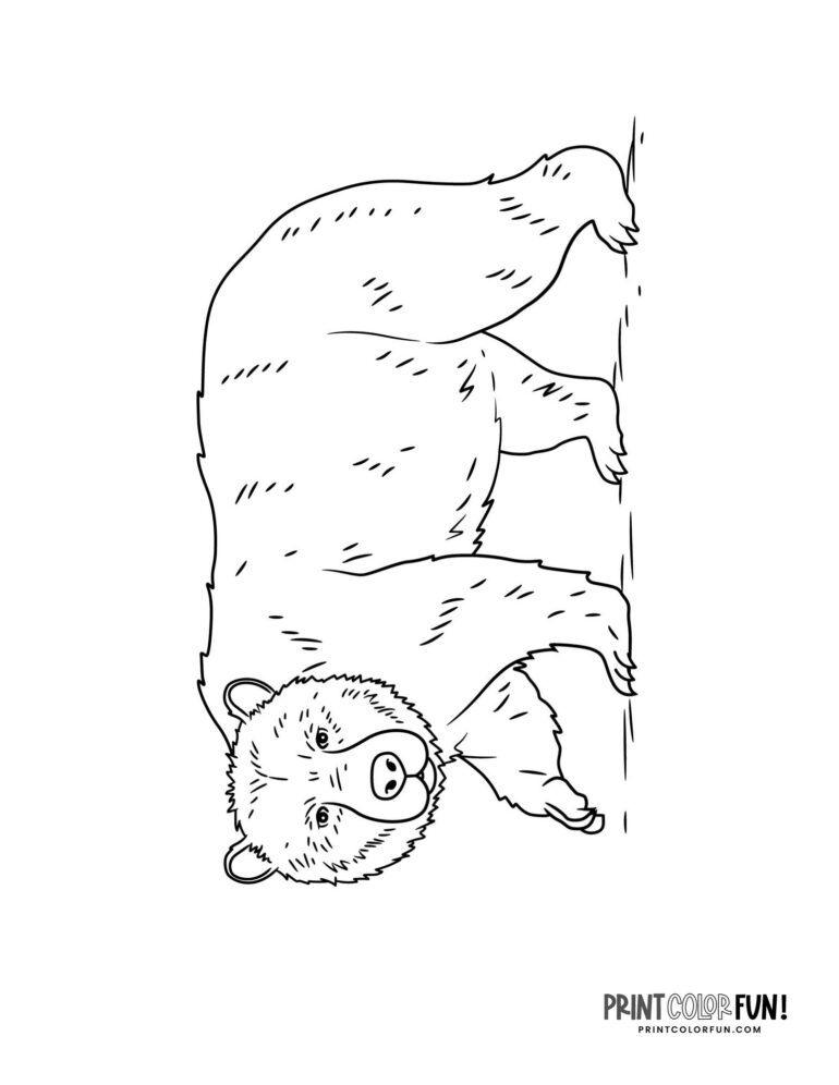 Explore the wild with bear clipart & coloring, plus 10 engaging ...
