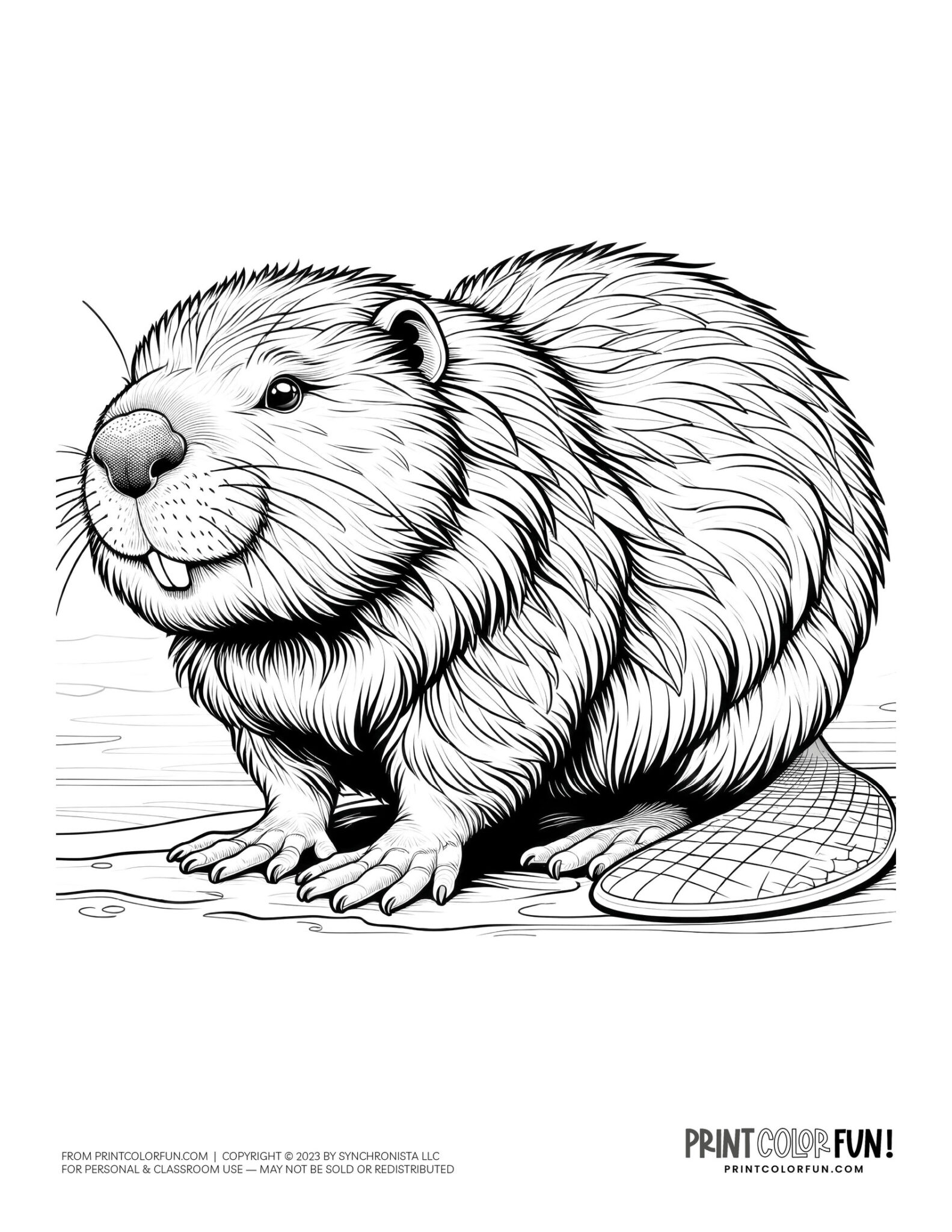 30+ fun beaver activities, clipart & coloring pages, at PrintColorFun.com