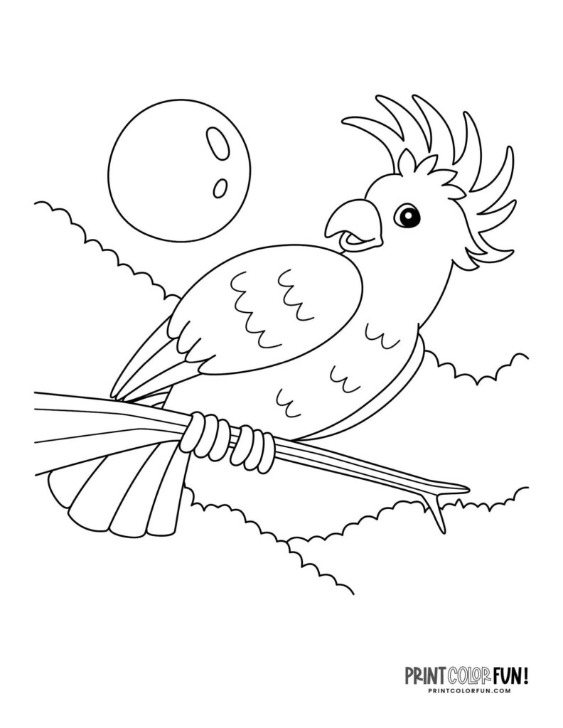 Parrot clipart & coloring pages + 10 fun parrot-themed activities for ...