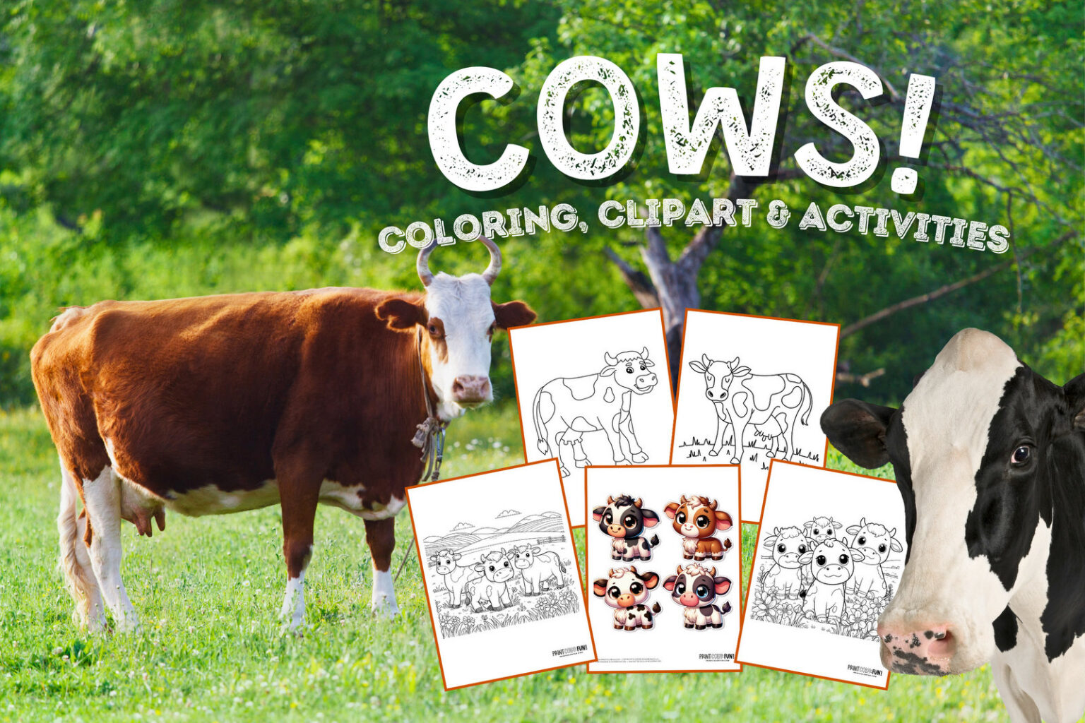 Cow coloring pages & clipart, at PrintColorFun.com