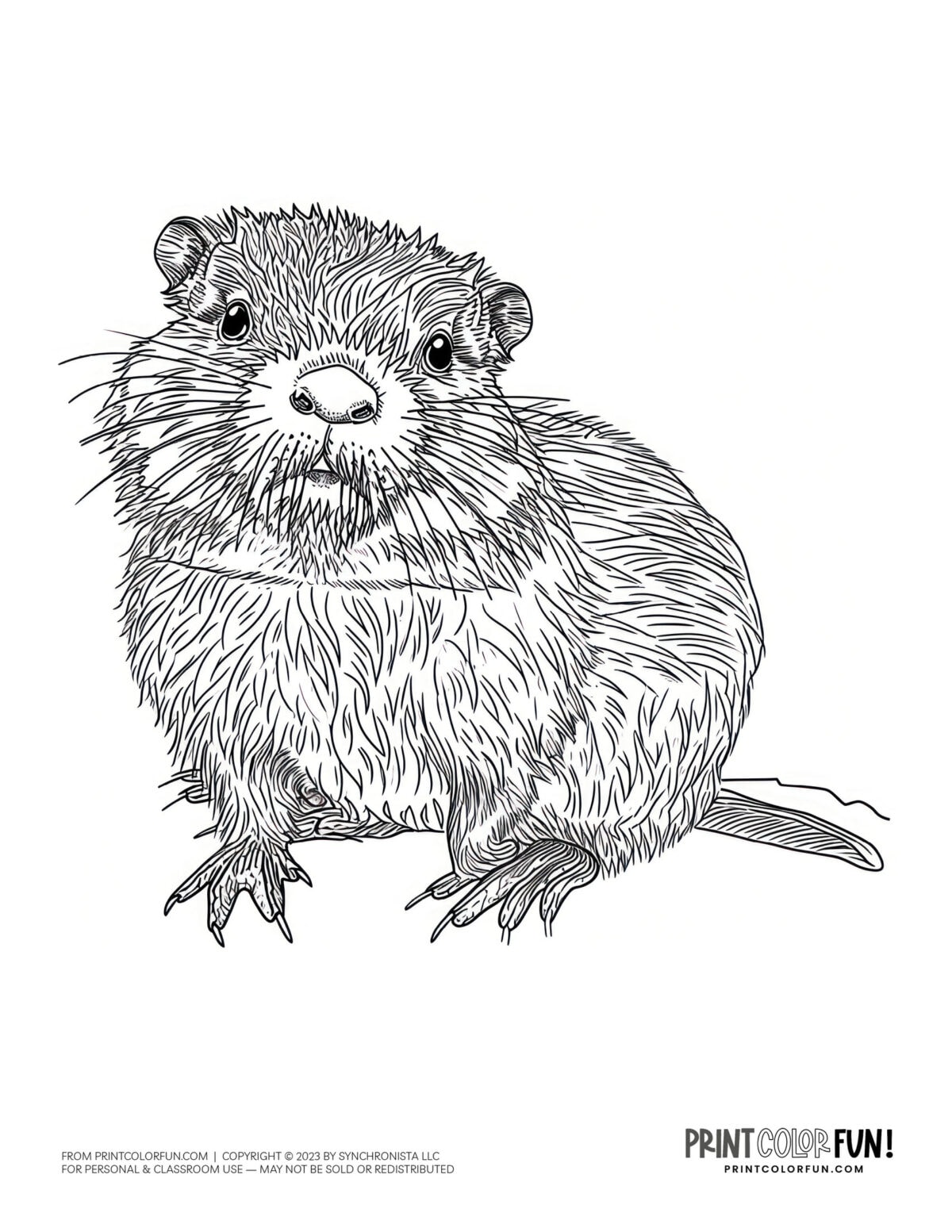Beavers: Cute wild animal coloring pages & clipart, at PrintColorFun.com