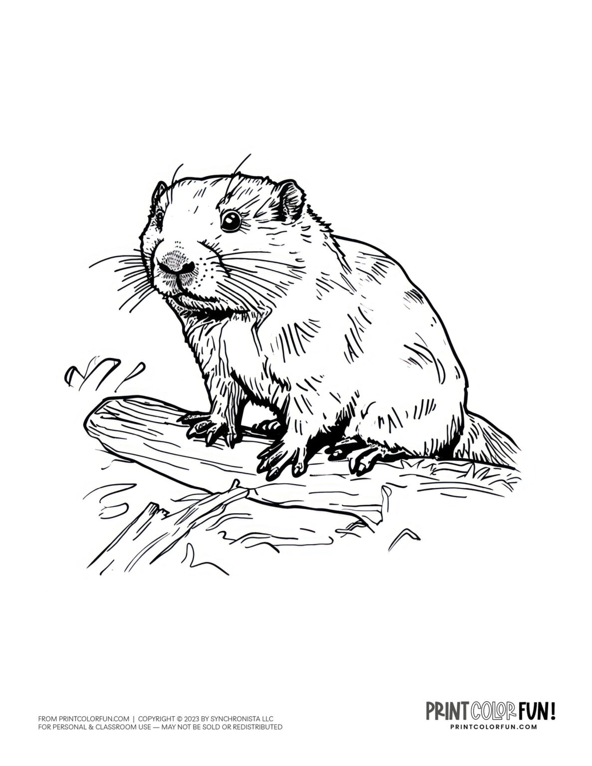 30+ fun beaver activities, clipart & coloring pages, at PrintColorFun.com