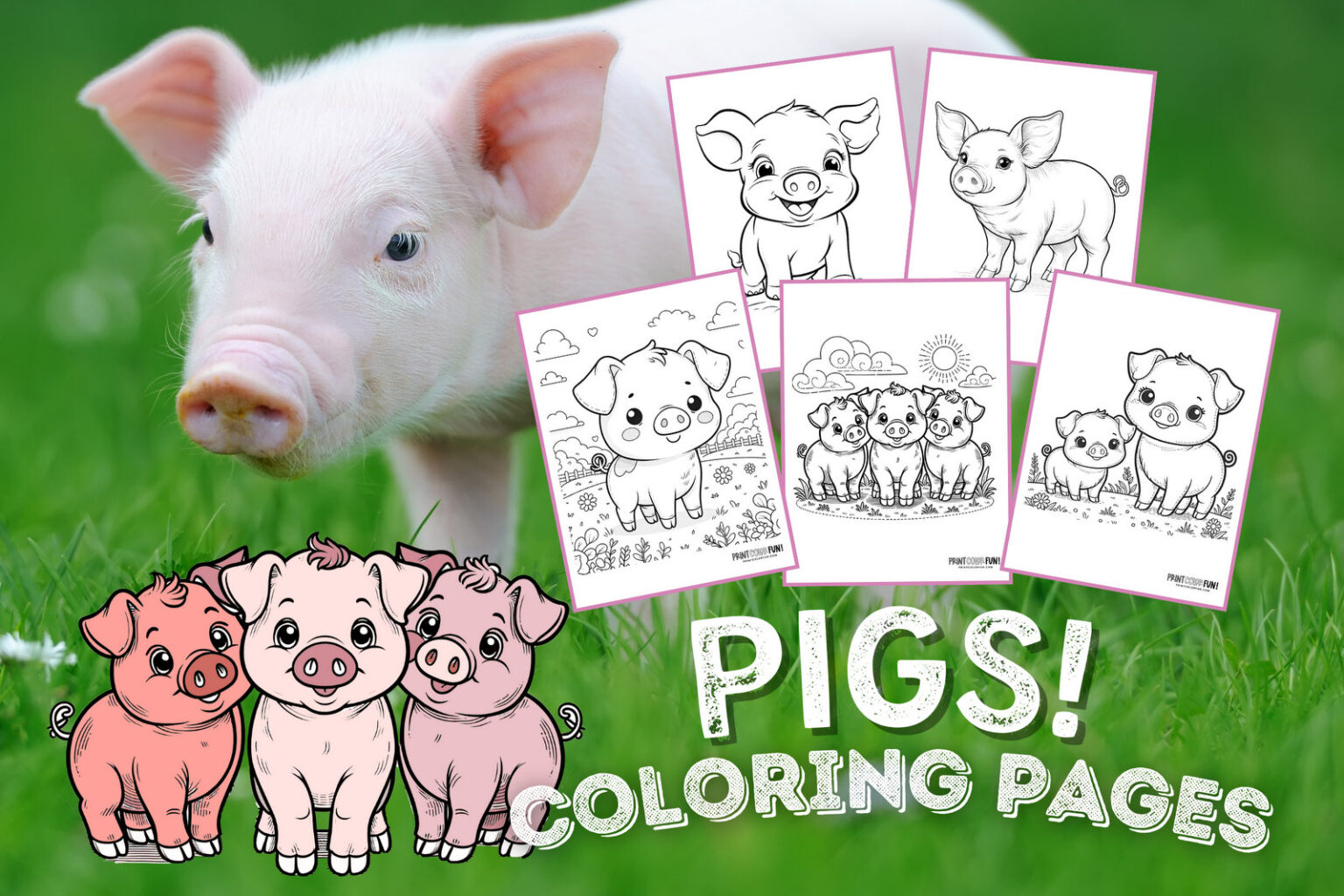 16 pig clipart & coloring pages: Go hog wild with our exclusive ...