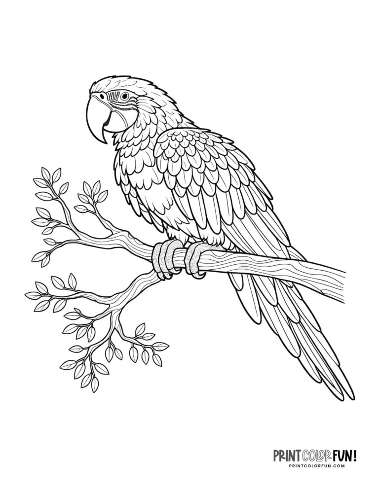 Parrot coloring pages, at PrintColorFun.com