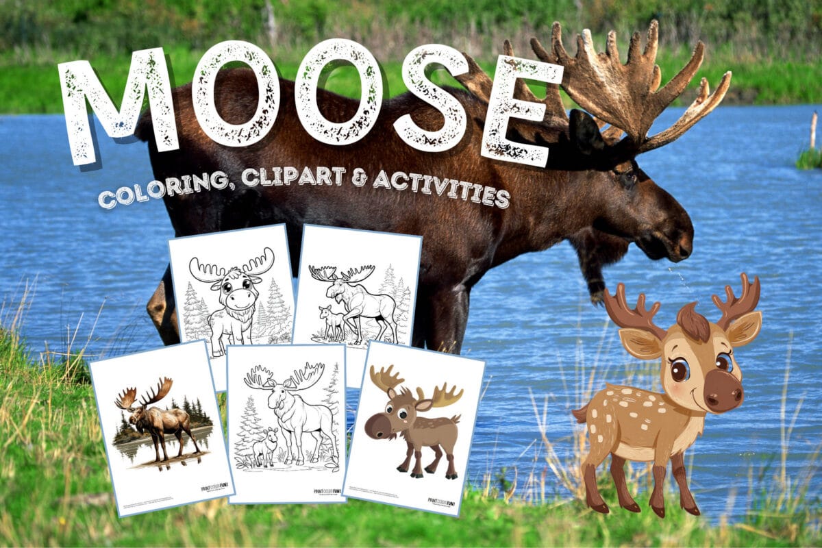 12+ Moose clipart & coloring pages, plus 10 engaging craft and learning ...