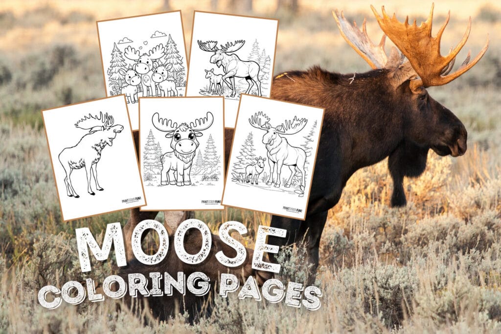 Moose coloring pages, at PrintColorFun.com