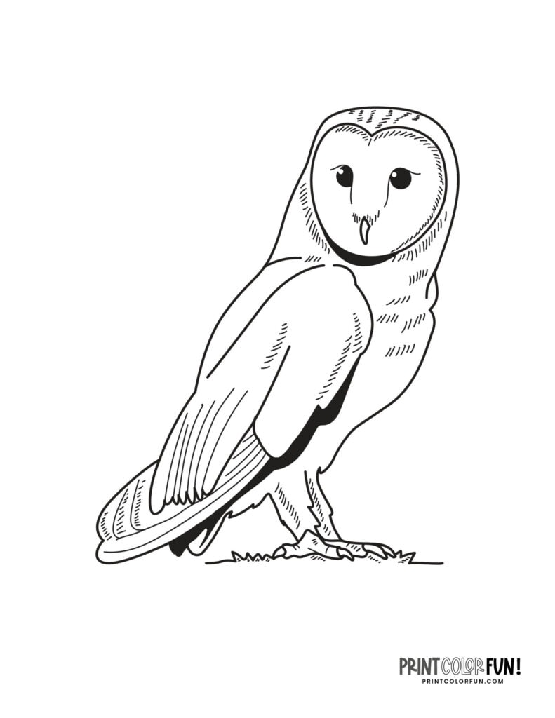 Whoo's ready to color? 38 fun owl coloring pages & clipart for young ...