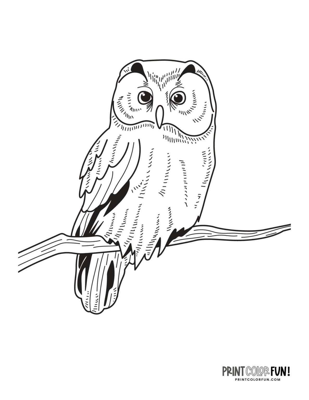 Whoo's ready to color? 38 fun owl coloring pages & clipart for young ...