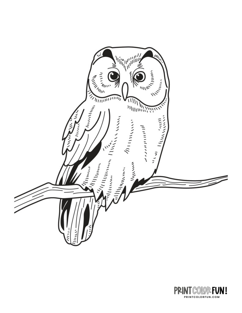 Whoo's ready to color? 38 fun owl coloring pages & clipart for young ...