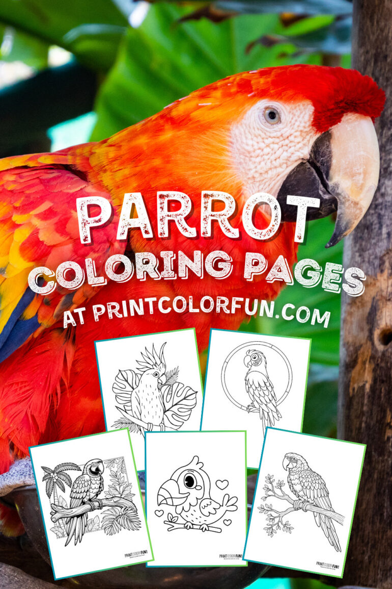Parrot clipart & coloring pages + 10 fun parrot-themed activities for ...