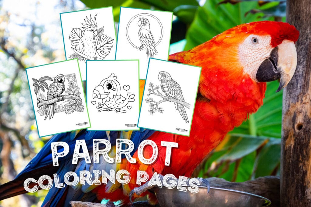 Parrot clipart & coloring pages + 10 fun parrot-themed activities for ...