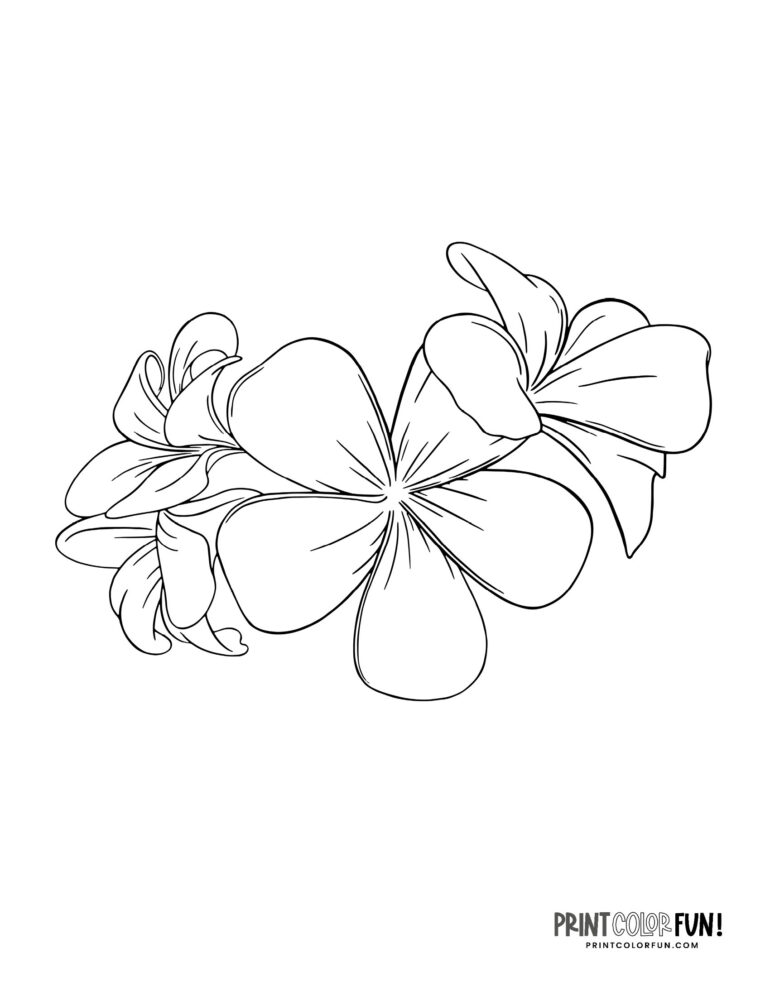 Frangipani Coloring Flower Pages Tropical Plumeria Drawing Colouring ...