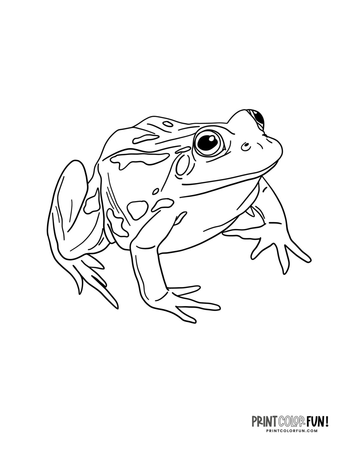 20+ frog clipart & coloring pages: Plus creative craft ideas, facts ...