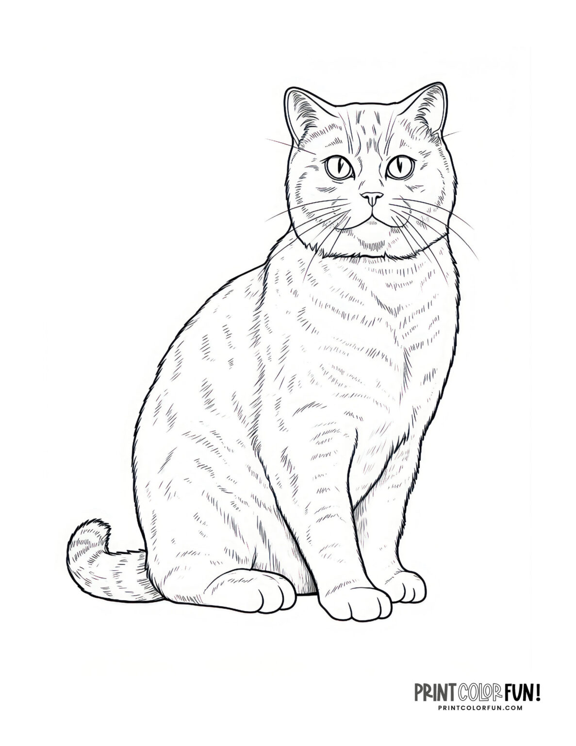 Paws & play: 50+ cat coloring pages, craft fun & more, at PrintColorFun.com