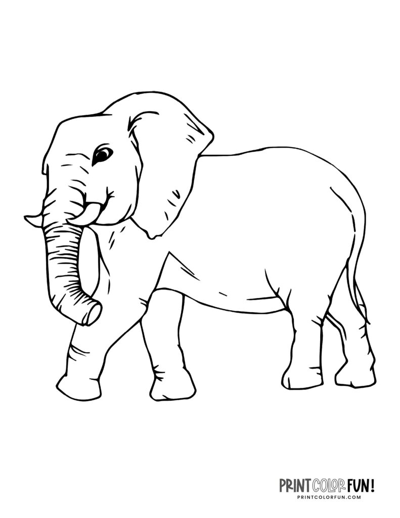 6 realistic elephant coloring pages to print, at PrintColorFun.com