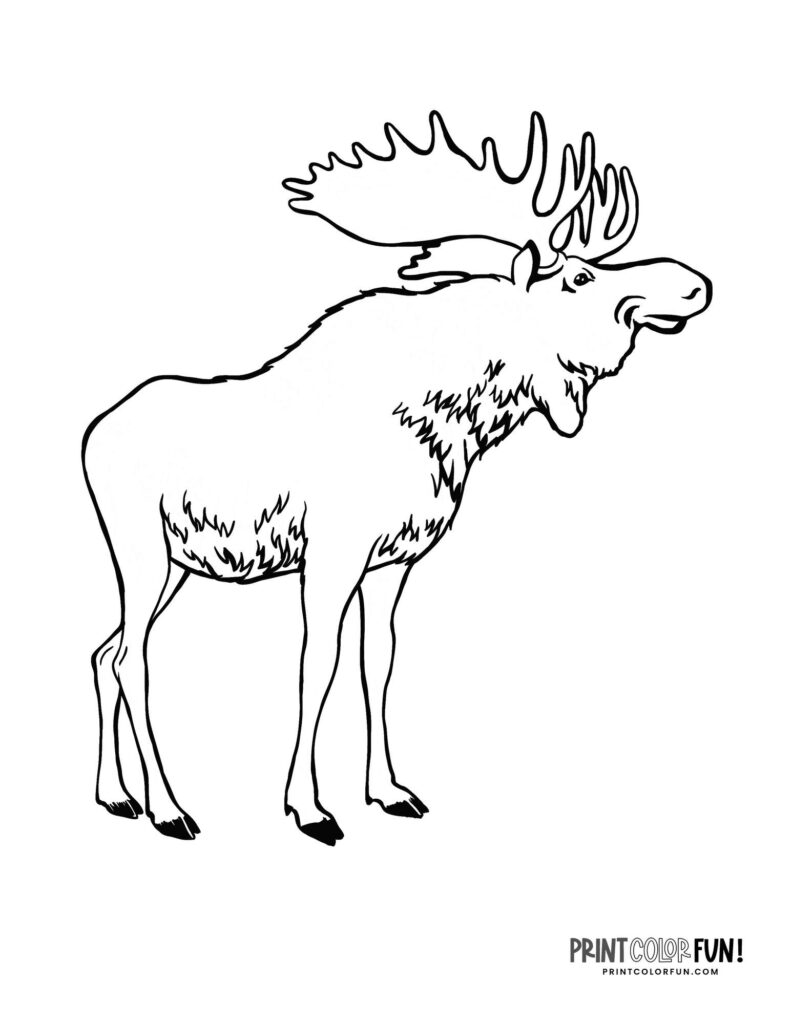 12+ Moose clipart & coloring pages, plus 10 engaging craft and learning ...