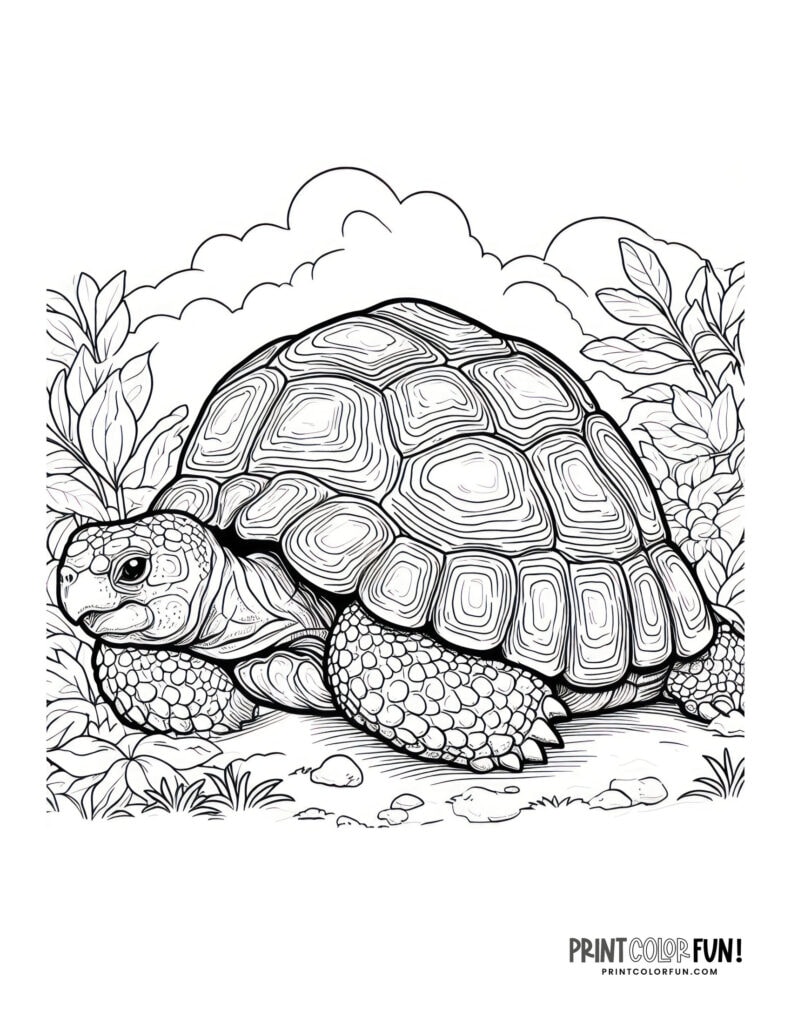 Tortoise coloring pages & clipart, at PrintColorFun.com