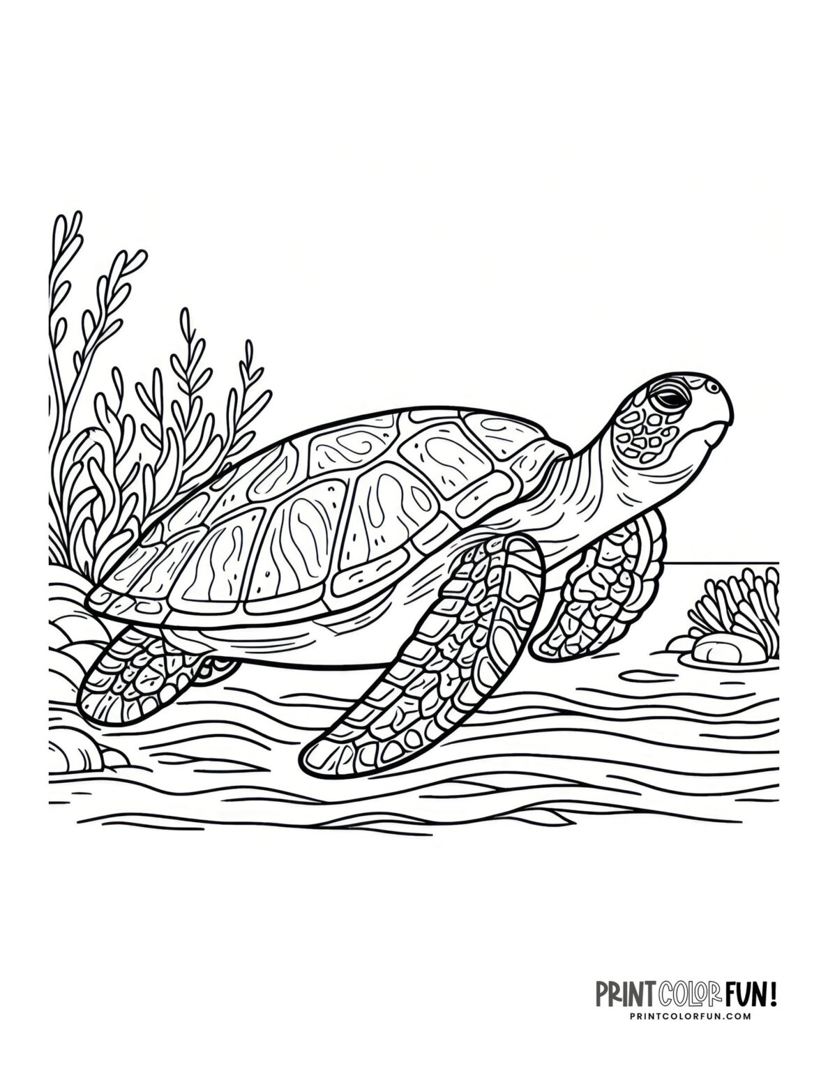 Sea turtle coloring pages & clipart, at PrintColorFun.com