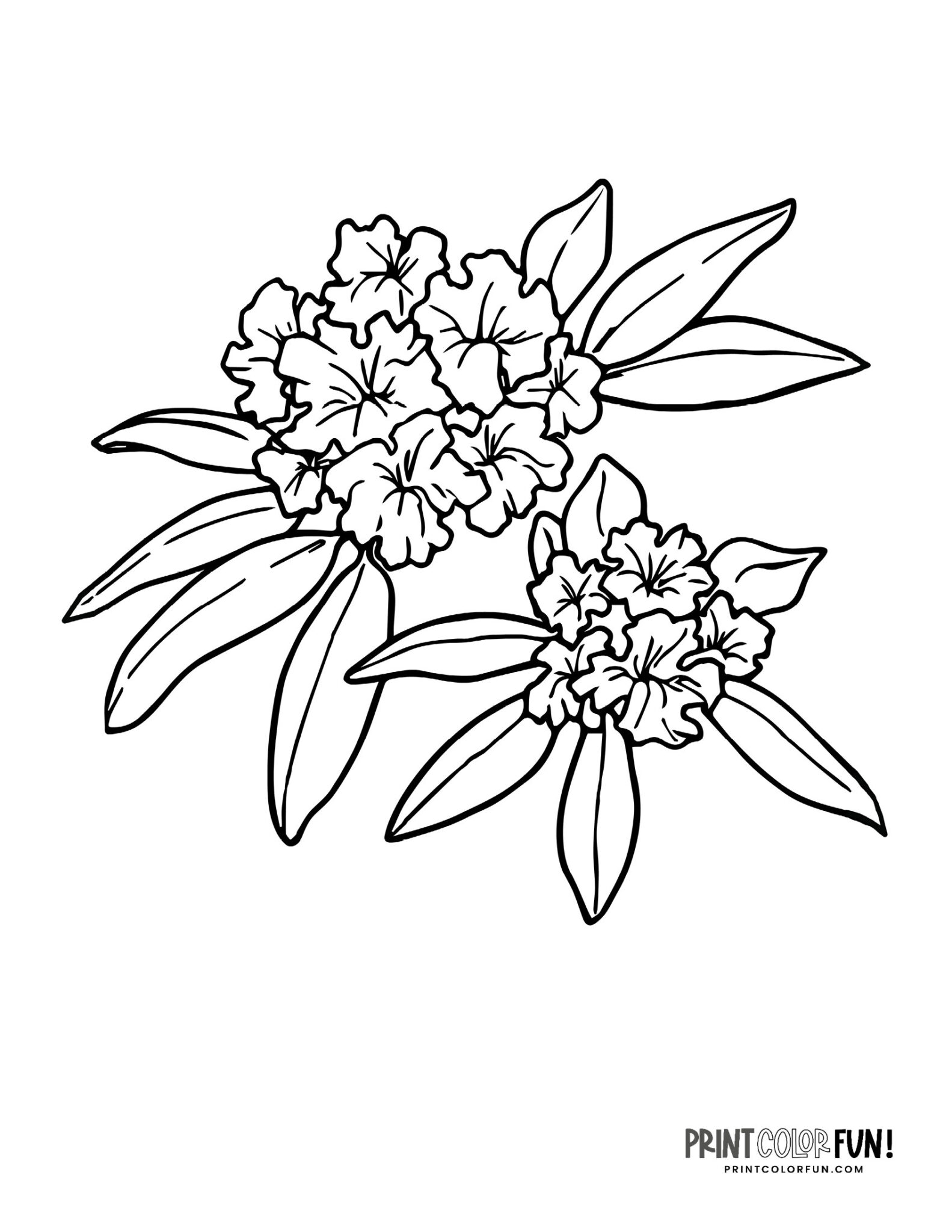 50 flower coloring pages & clipart to color a whole garden, at ...