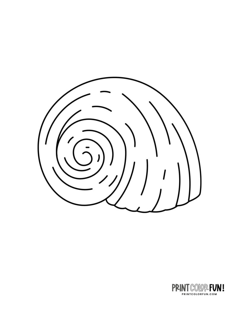 25+ Seashell clipart & coloring pages plus fun craft ideas for kids, at ...