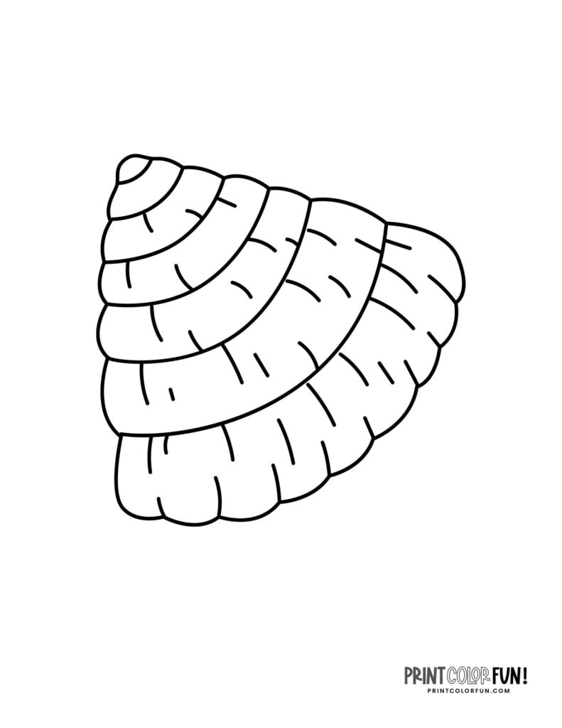 25+ Seashell clipart & coloring pages plus fun craft ideas for kids, at ...