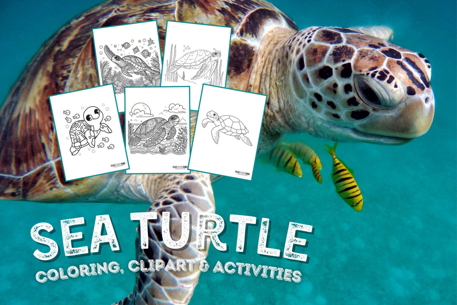 Sea turtle coloring pages & clipart, at PrintColorFun.com