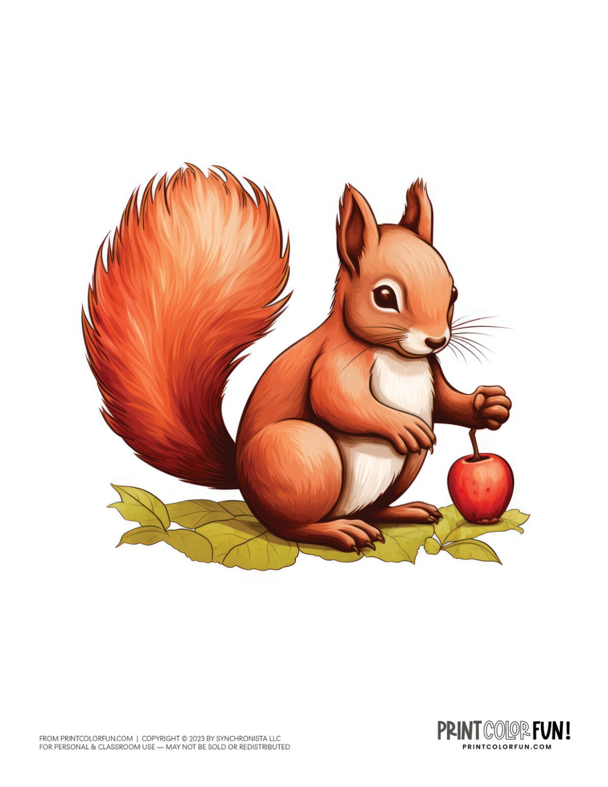 20+ Printable acorn clipart & coloring pages, plus crafts, fun facts ...