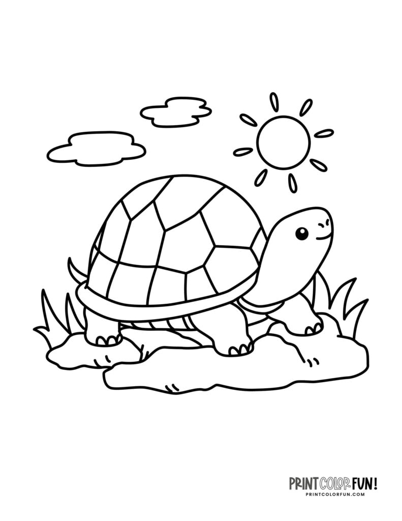 Tortoise coloring pages & clipart, at PrintColorFun.com