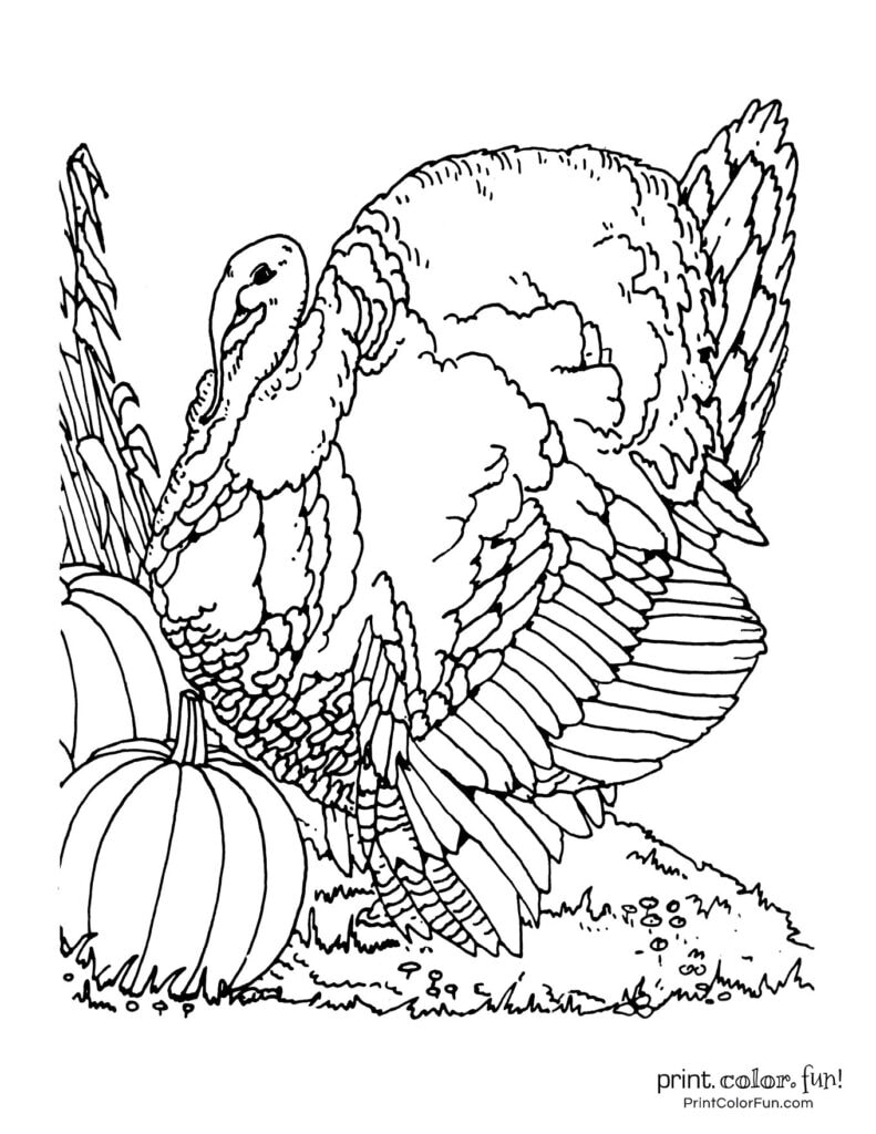 24 terrific Thanksgiving turkey coloring pages for some free printable ...