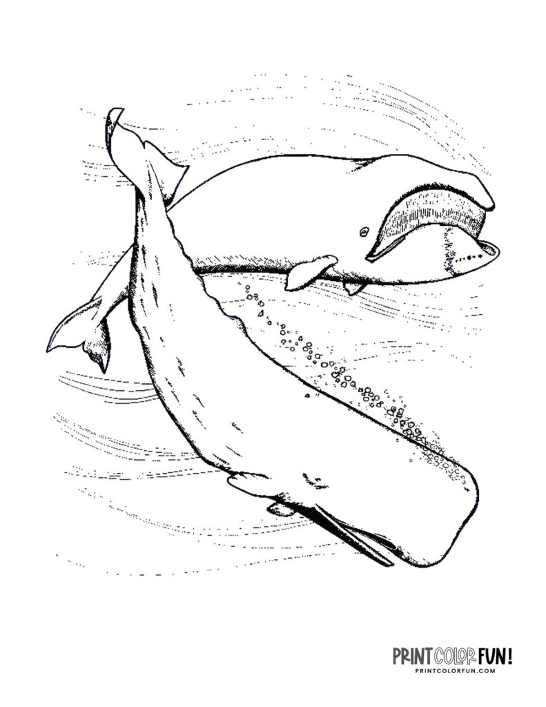 12 whale drawings & clipart: Add a splash of creativity & fun to ...