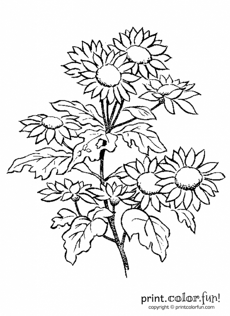 Flower and plant coloring pages & printables - Print. Color. Fun! Free ...