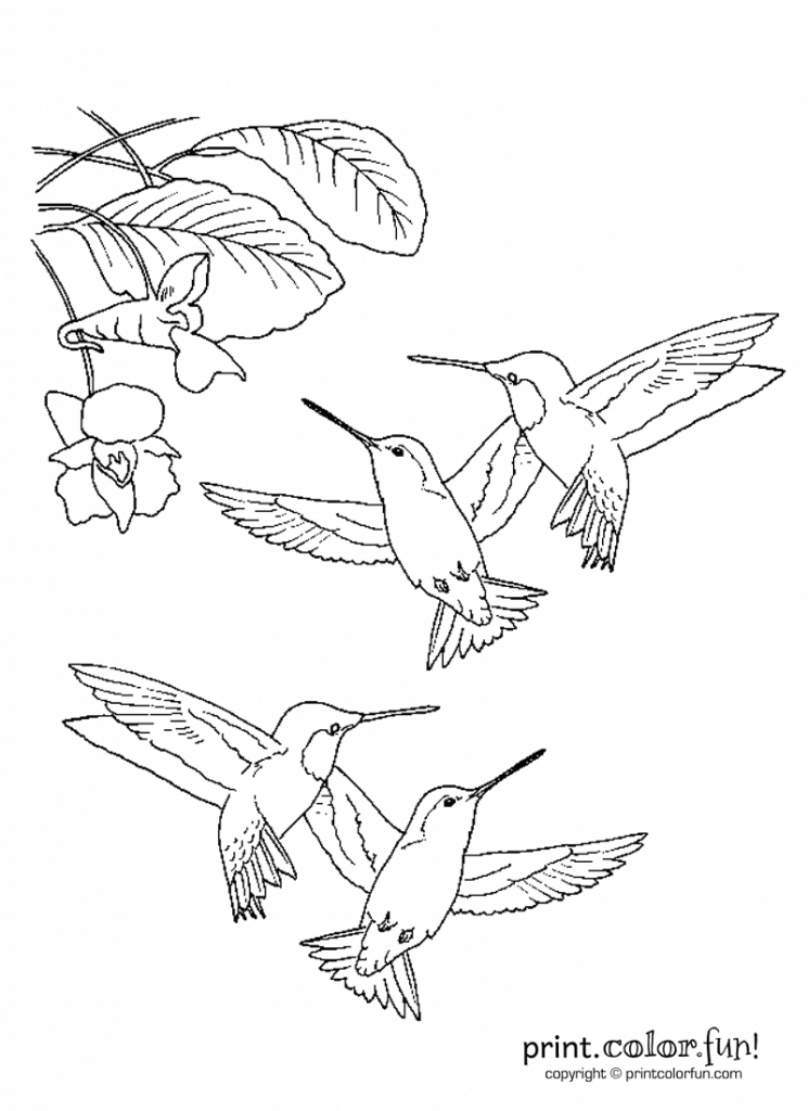 Bird coloring pages & printables - PrintColorFun.com: Free printables ...